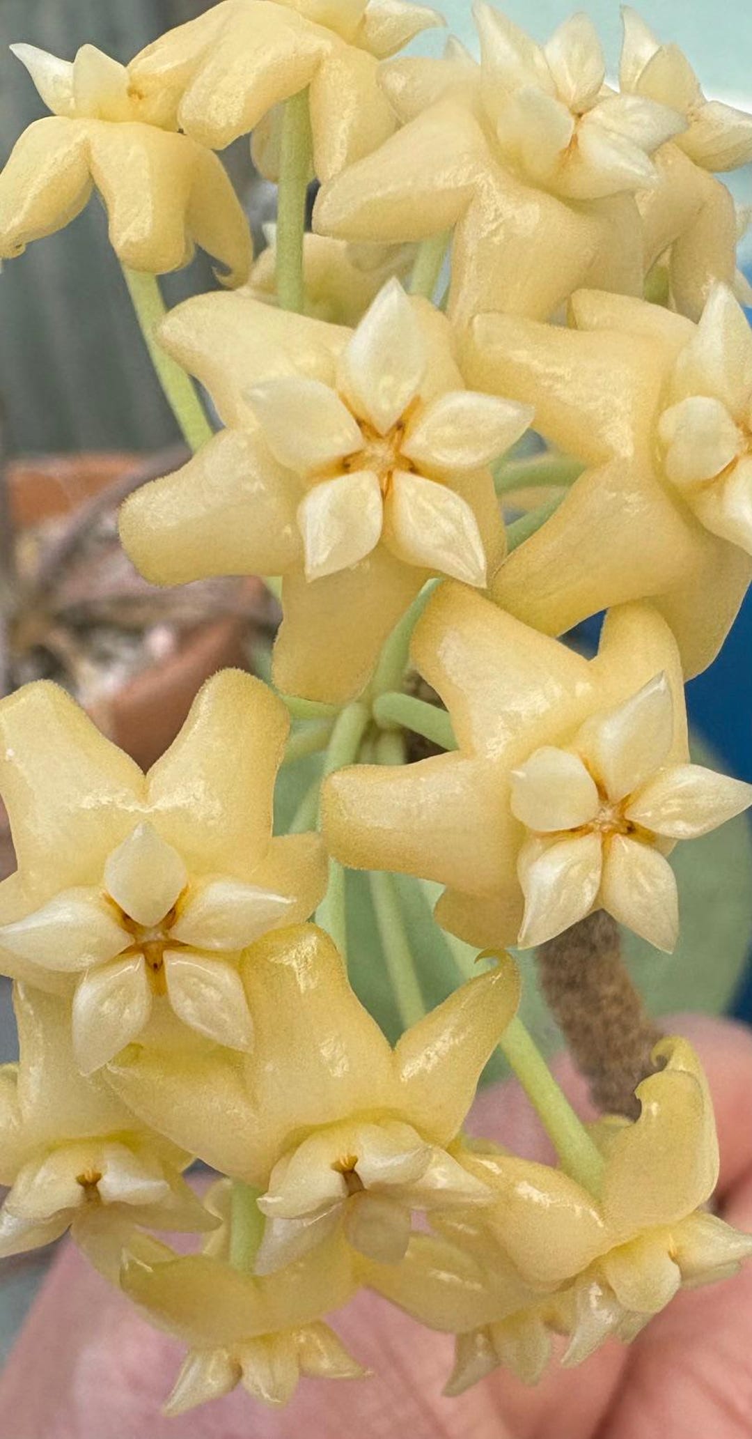 Hoya Marginata IML 1727 - Etsy