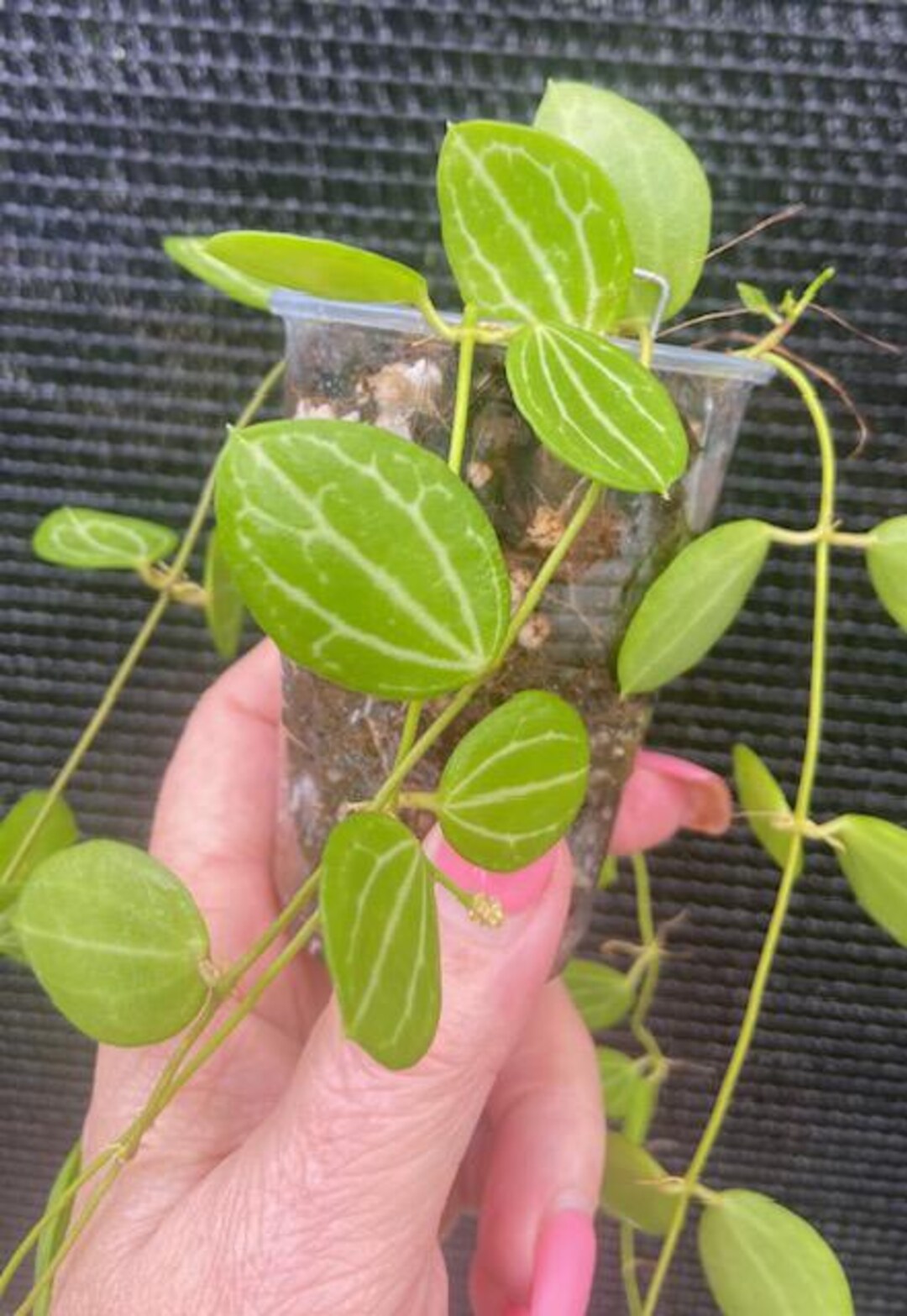 Dischidia Ovata string of Watermelons Rooted Cuttings - Etsy