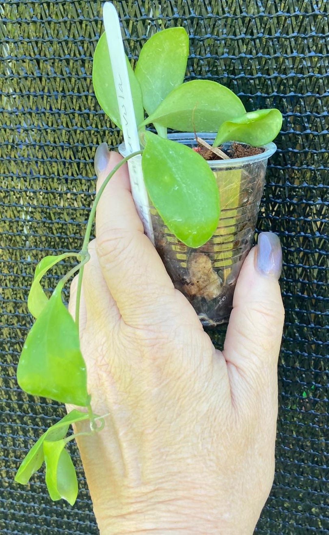 Hoya Incurvula Rooted Cutting - Etsy