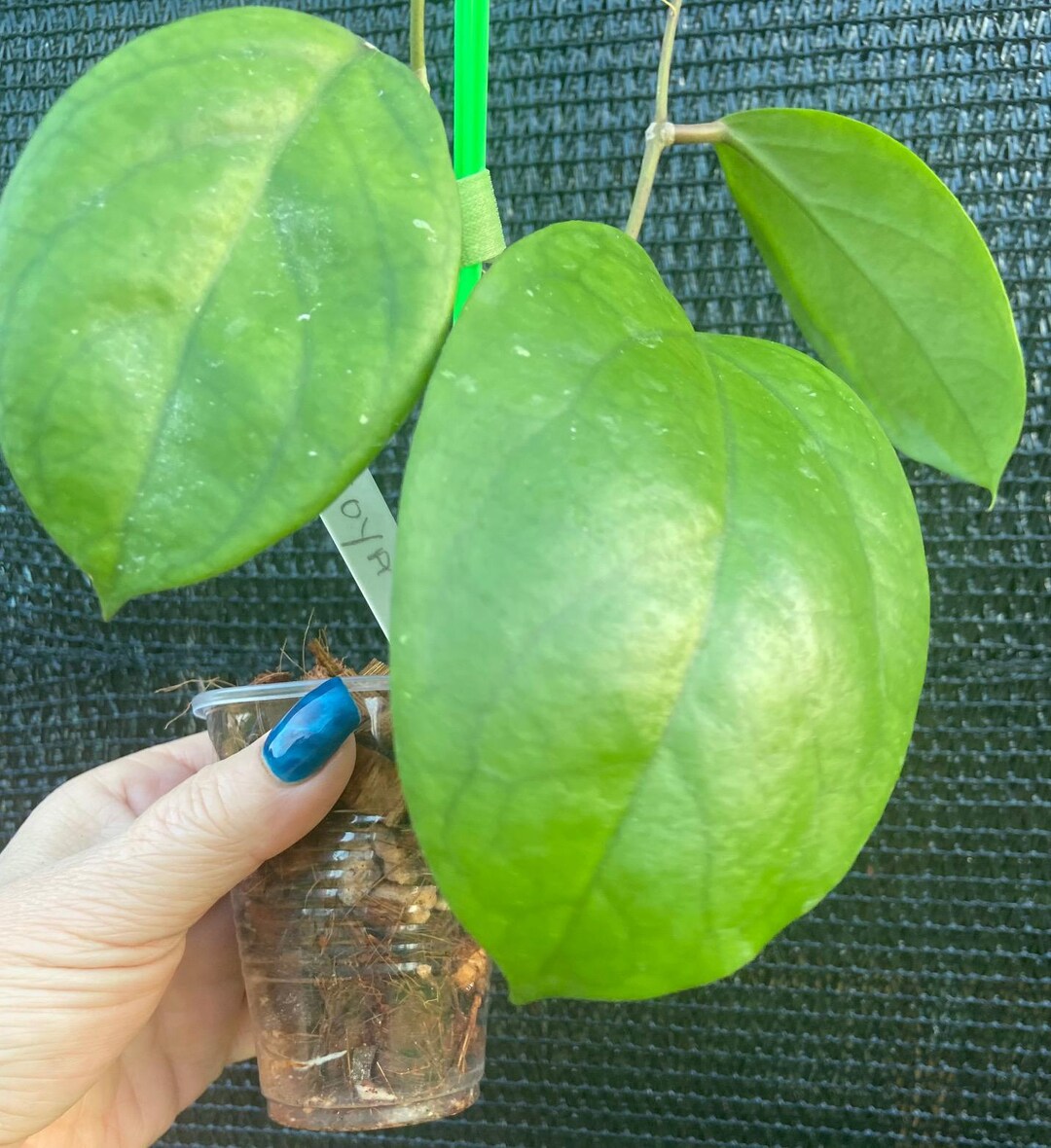 Hoya Sp. RP-017 Rooted Cutting - Etsy