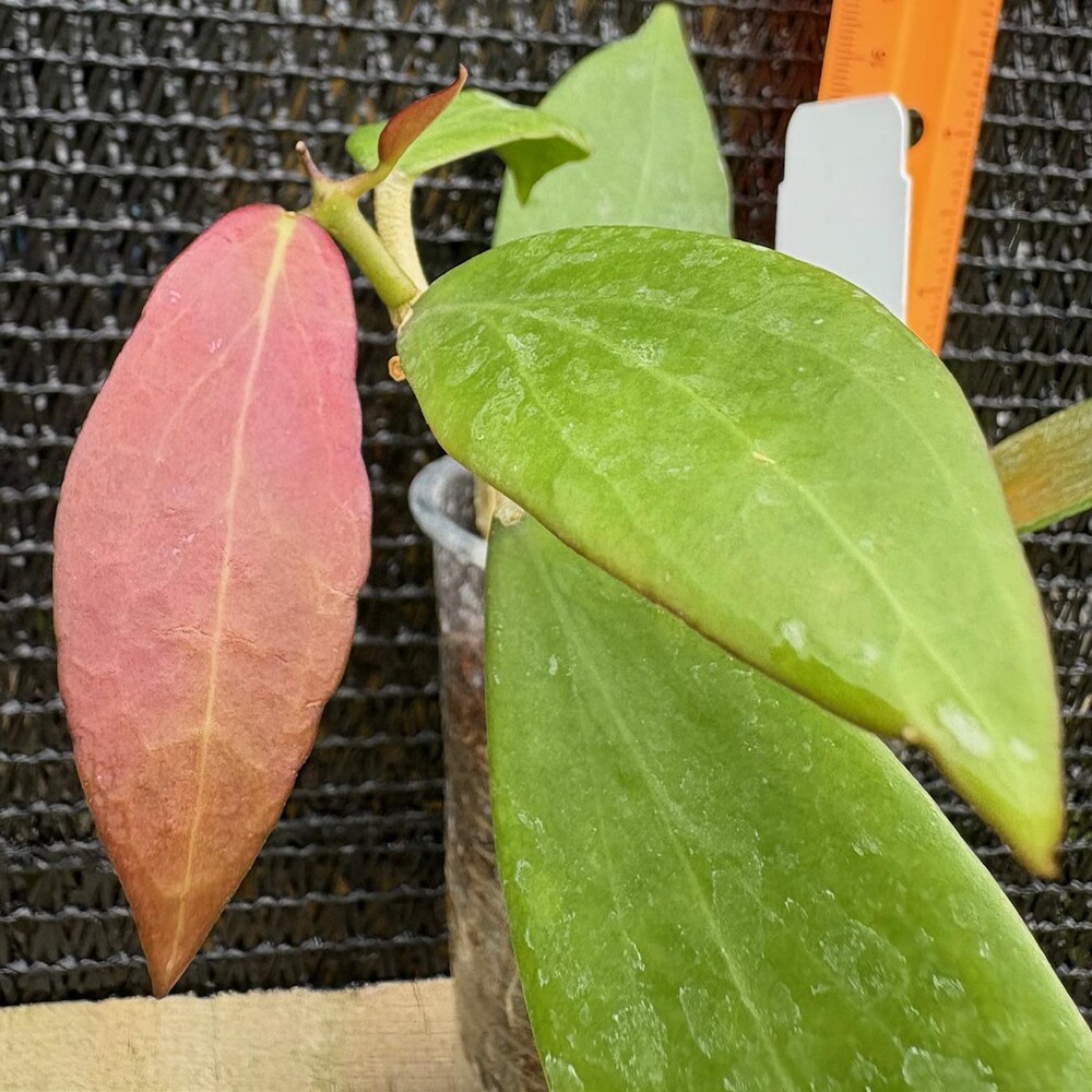 HomesteadHoyas - Etsy