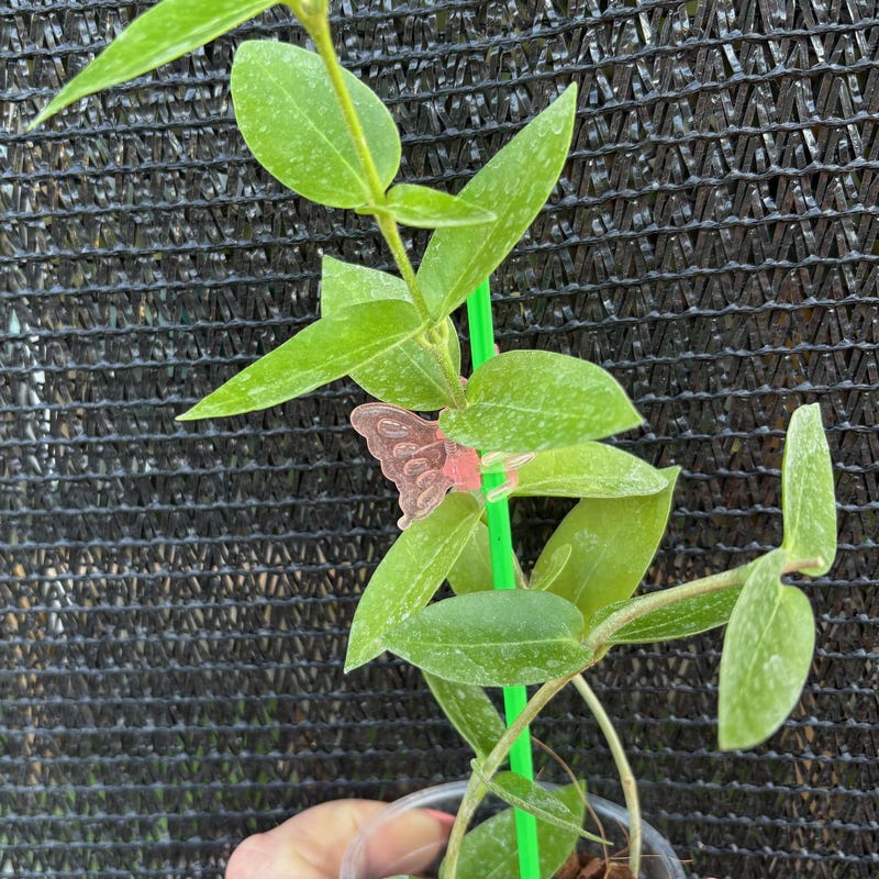 HomesteadHoyas - Etsy