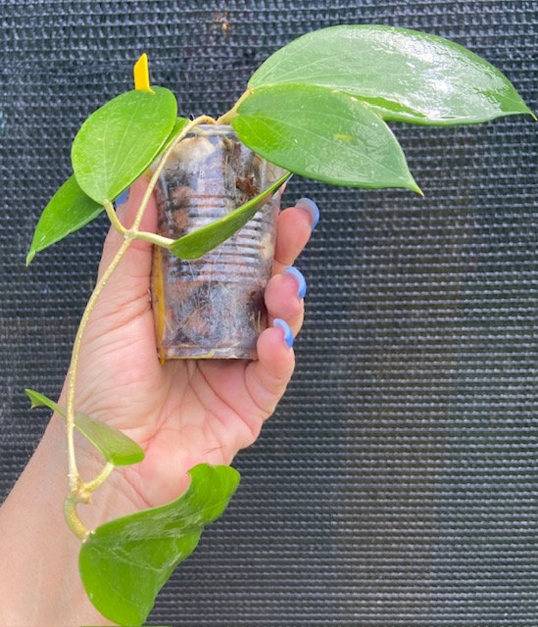 Hoya MB 1379 nicholsoniae X Aldrichii - Etsy