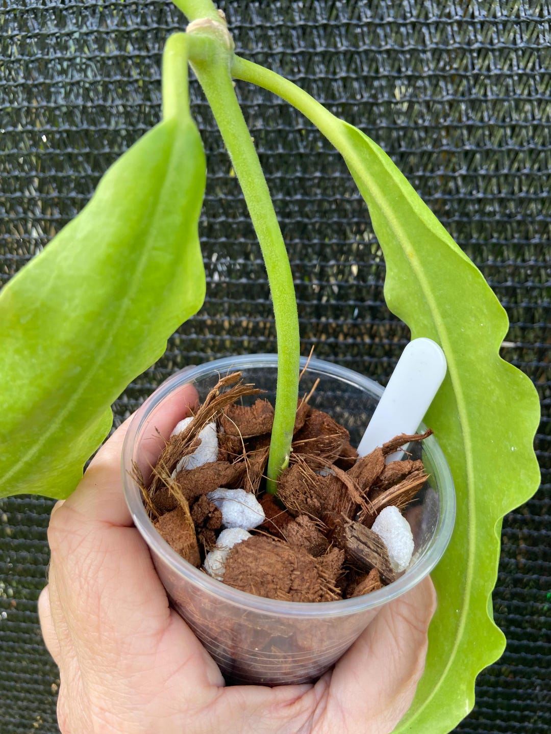 Hoya Imperialis red Rooted - Etsy