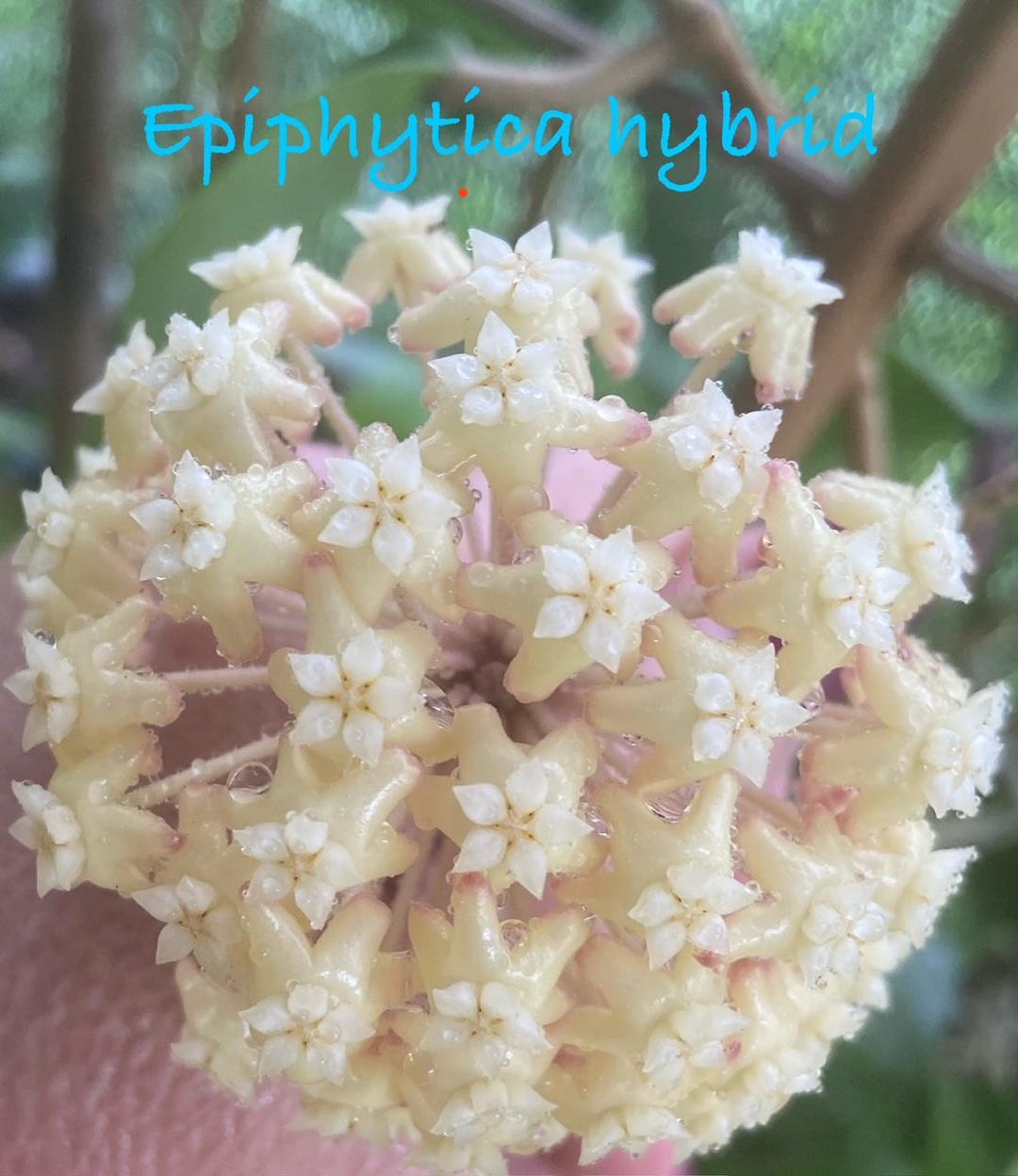 Hoya Epiphytica Hybrid - Etsy