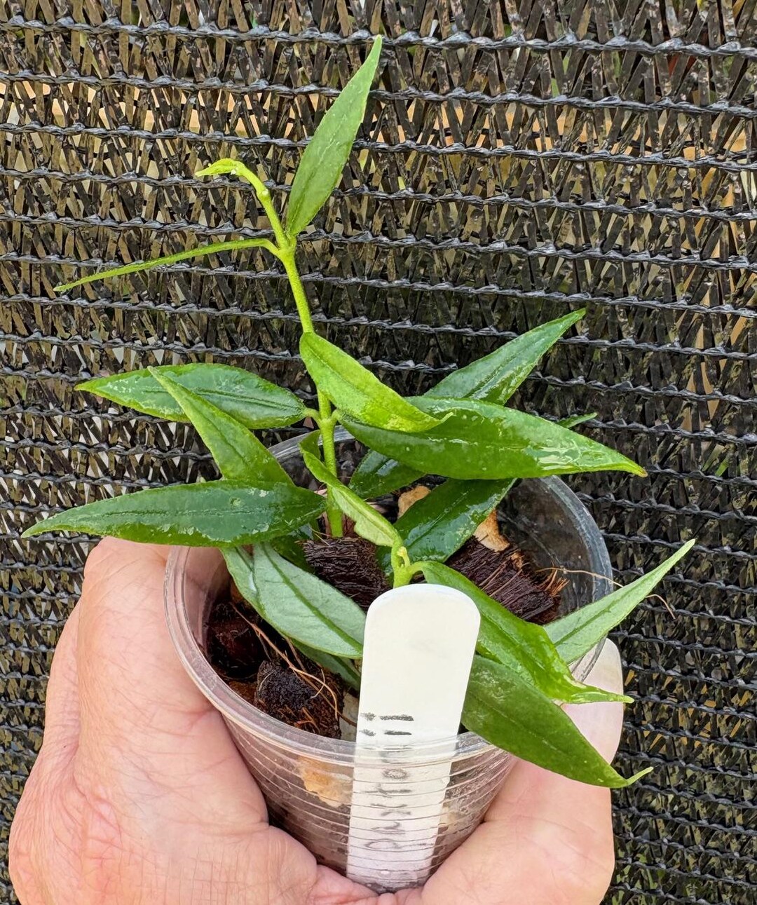 Hoya Paxtonii - Etsy