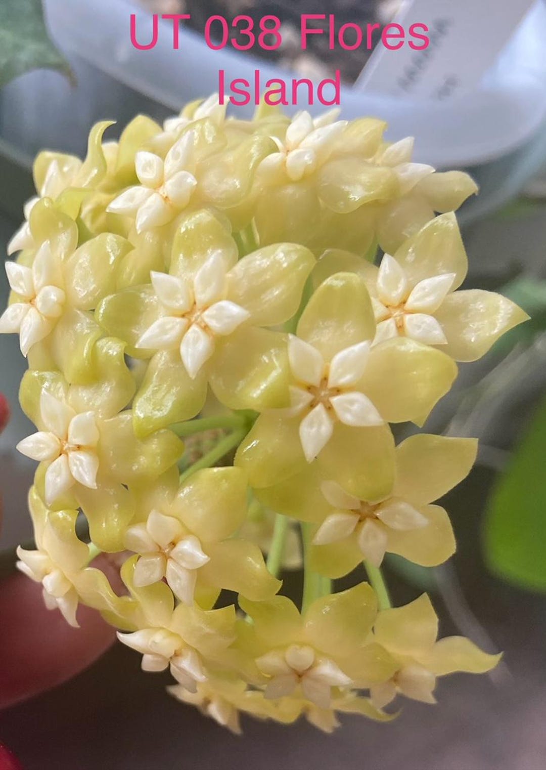 Hoya UT-038 Flores Island - Etsy