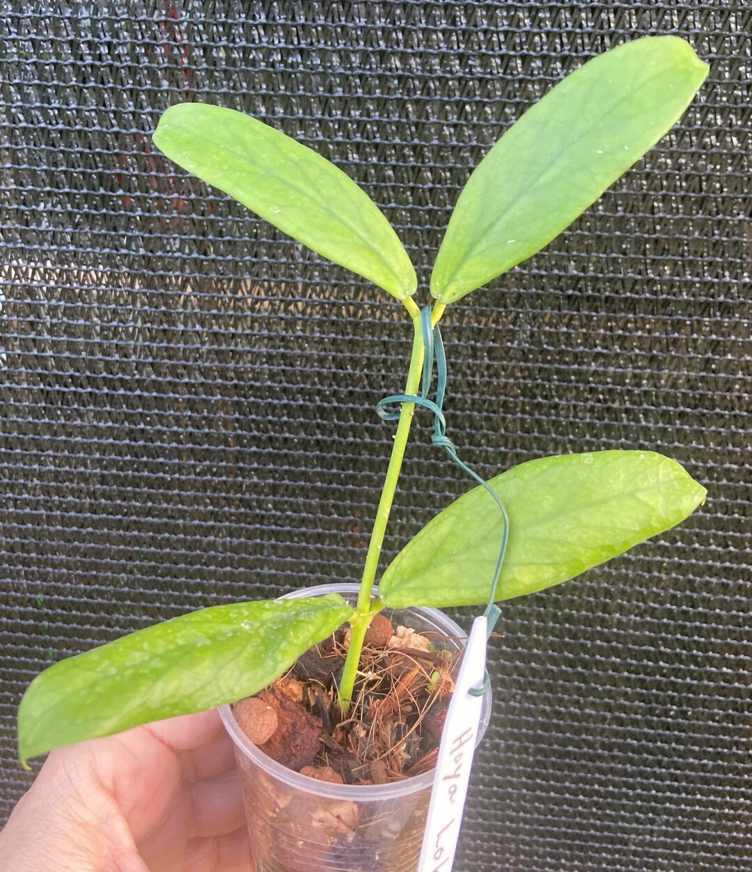 Hoya Lobbii Rooted Cutting - Etsy