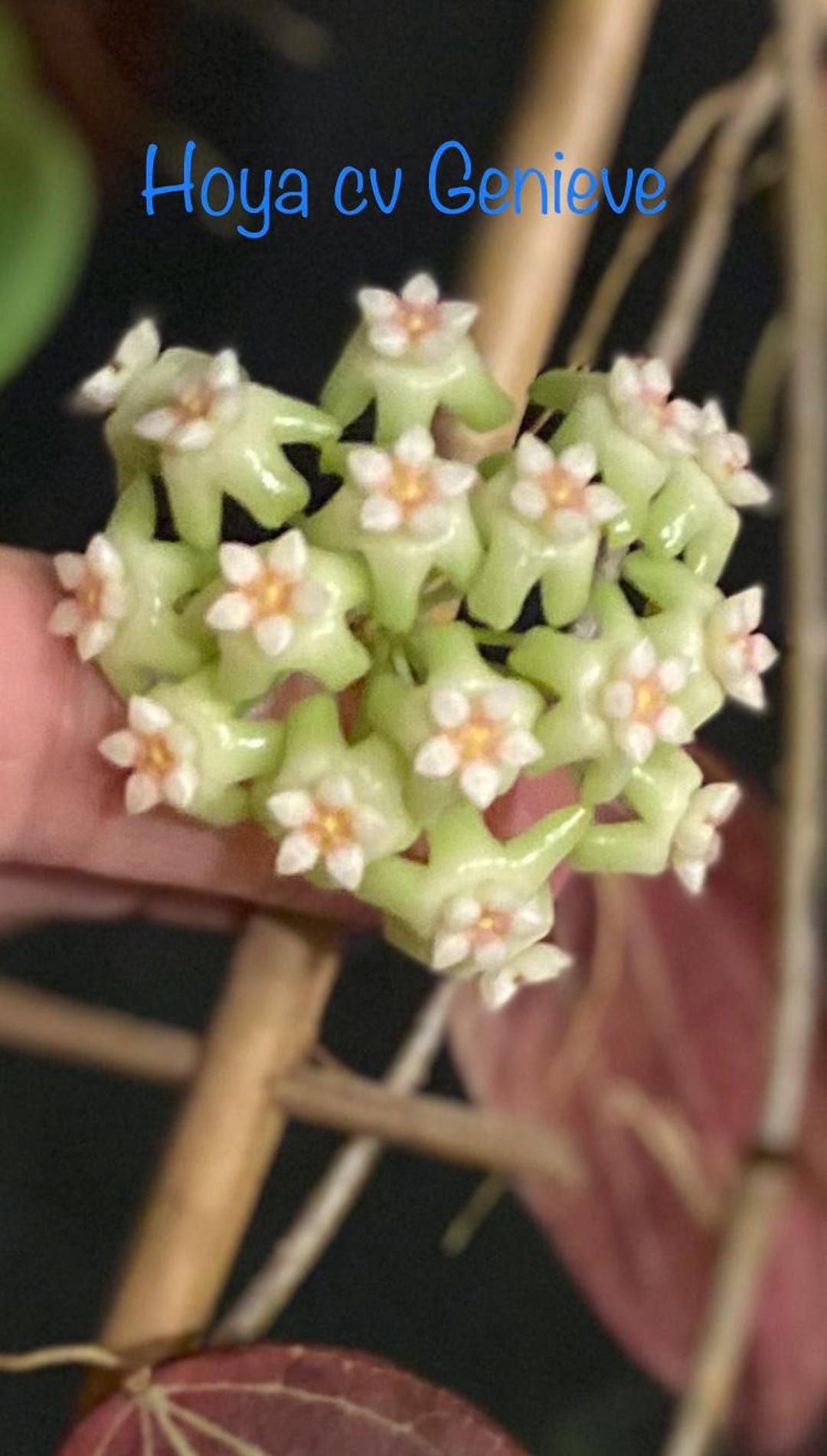 Hoya Cv 'genieve' (MB 1141) - Etsy
