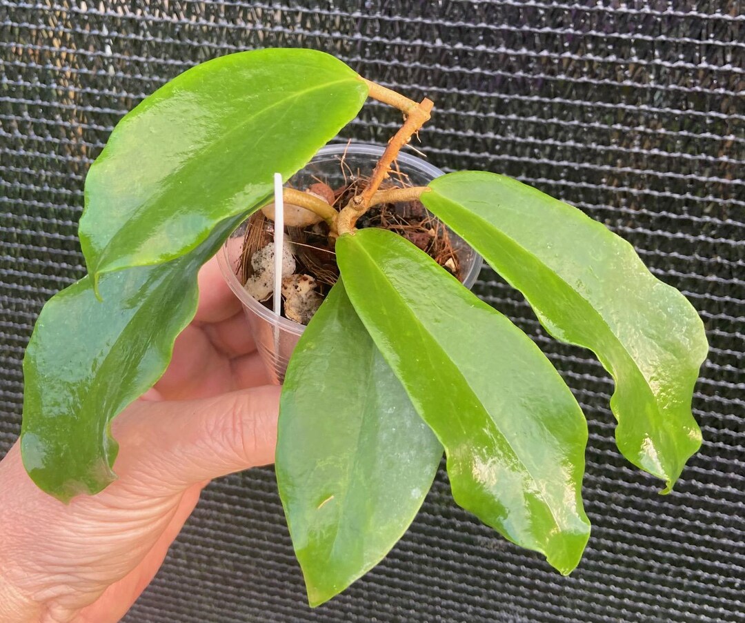 Hoya Macgregorii Rooted Cutting - Etsy