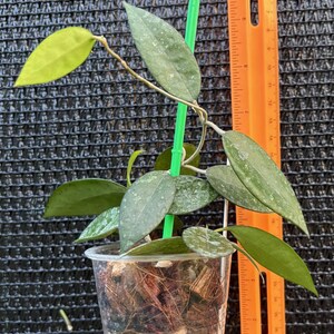 HomesteadHoyas - Etsy