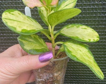 Hoya Keysii hoya Australis 1yo Plant With 5-6 Leaves Well Rooted, Sent ...