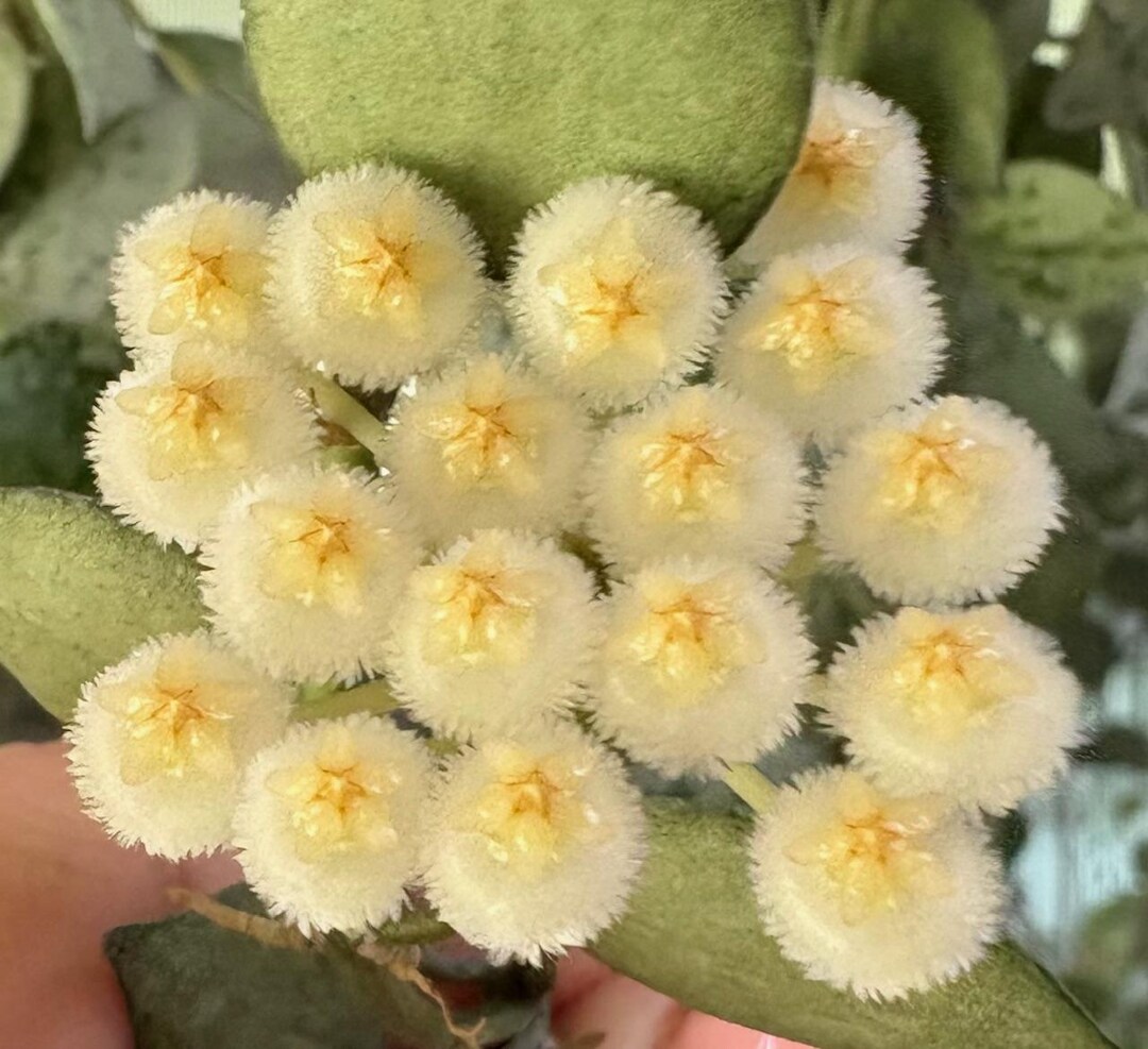 Hoya Krohniana (super Silver) - Etsy