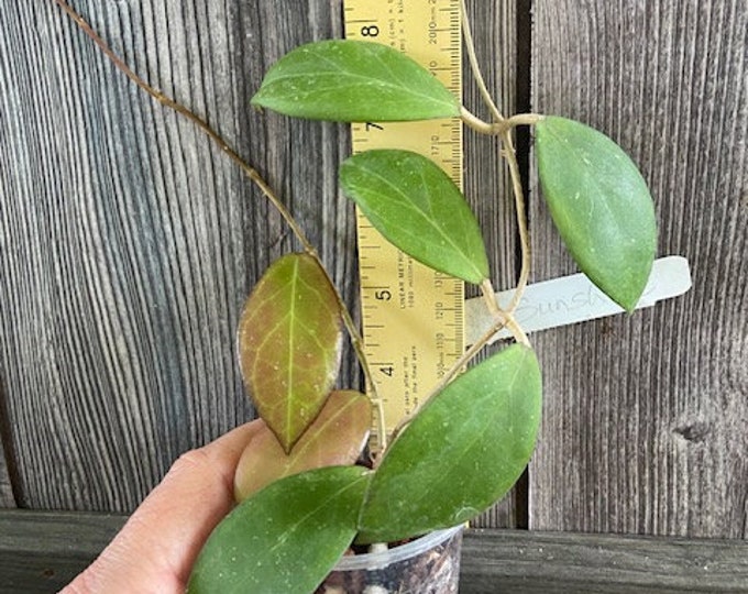 Hoya 'sunshine' - MB 1594 - Rooted Cutting - Etsy