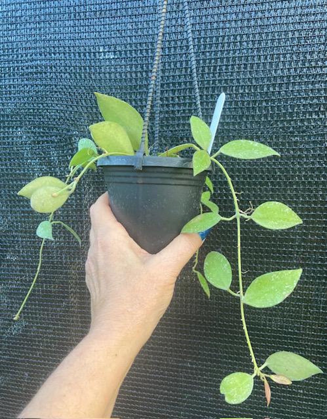 Hoya Nabawanensis in Hanging Pot - Etsy