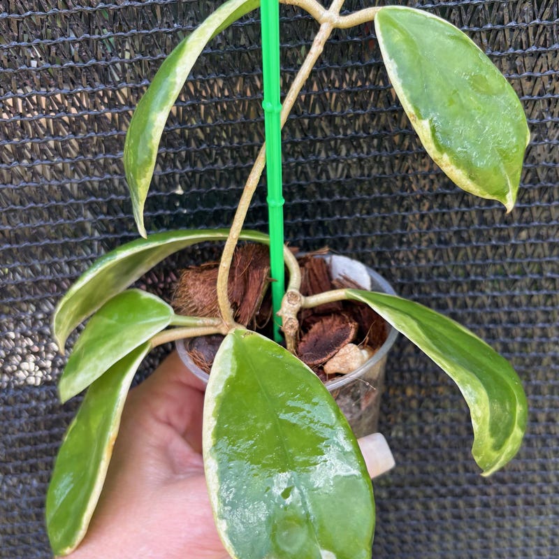 HomesteadHoyas - Etsy