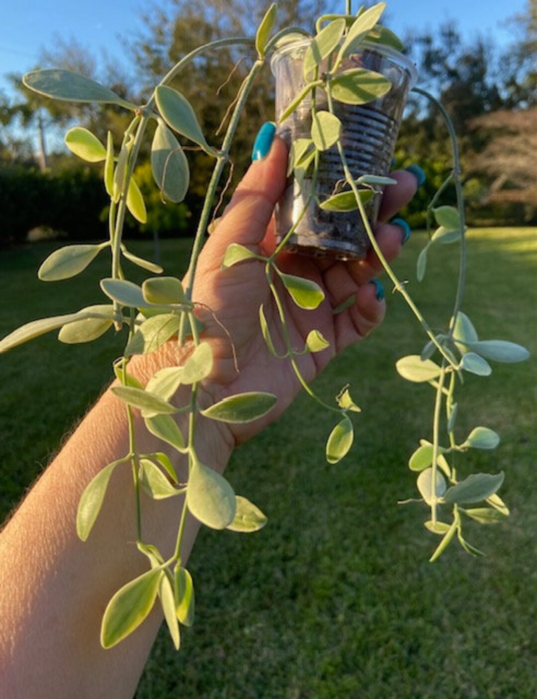 Dischidia Oiantha Variegata Multiple Rooted Cuttings - Etsy
