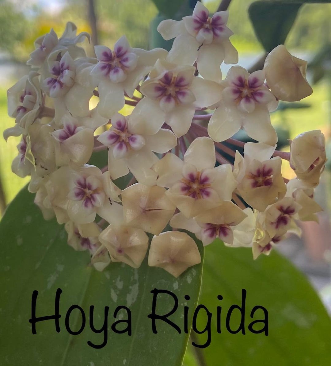 Hoya Rigida W/ Peduncle - Etsy