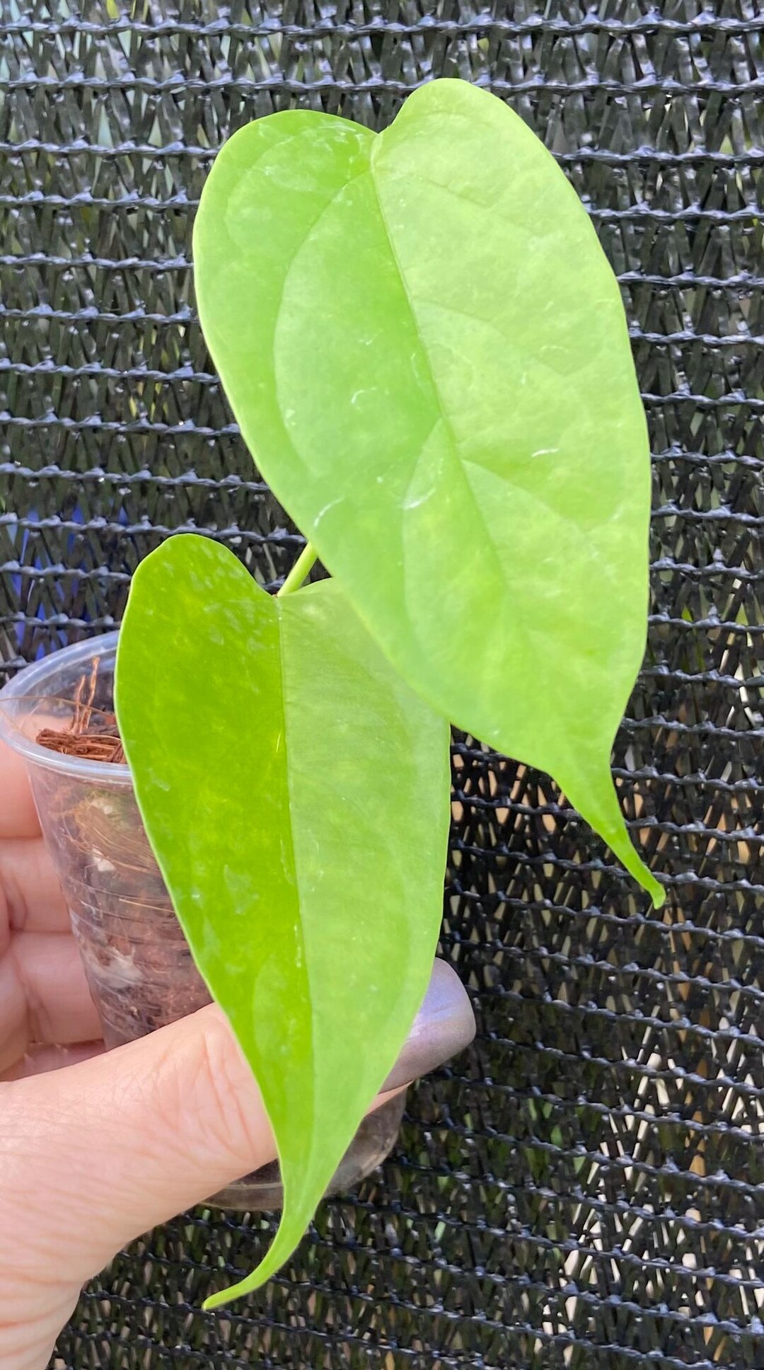 Hoya Phyllura Rooted Cutting - Etsy