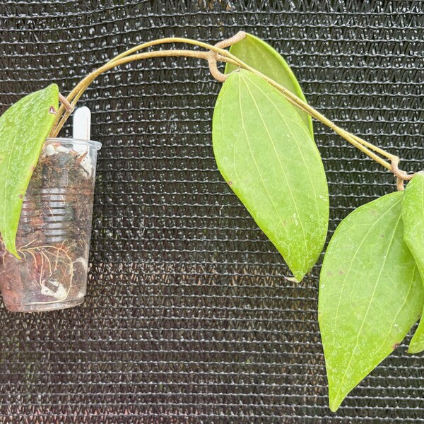 HomesteadHoyas - Etsy