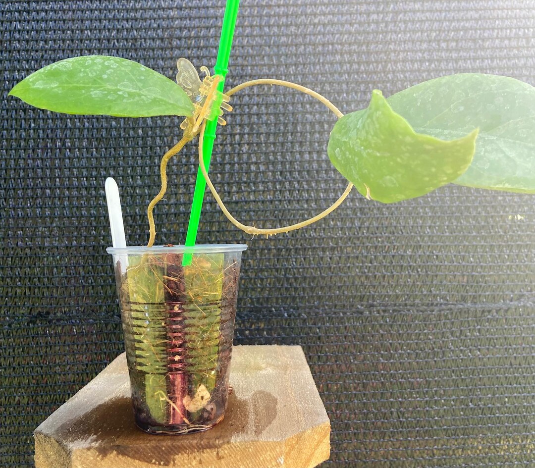 Hoya Bicknellii Rooted Cutting - Etsy