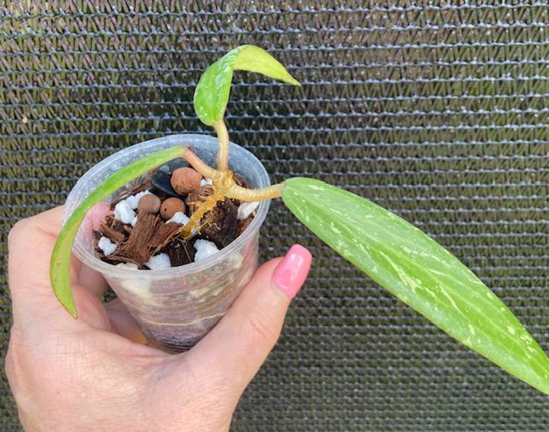 Hoya SR 2007-13 Rooted Cutting - Etsy