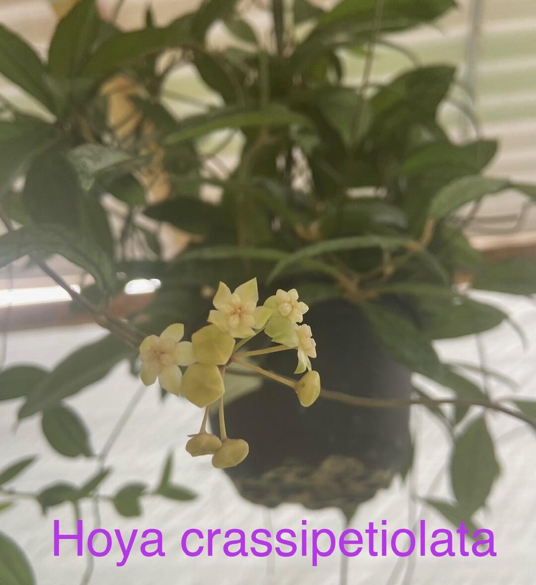 Hoya Crassipetiolata - Etsy