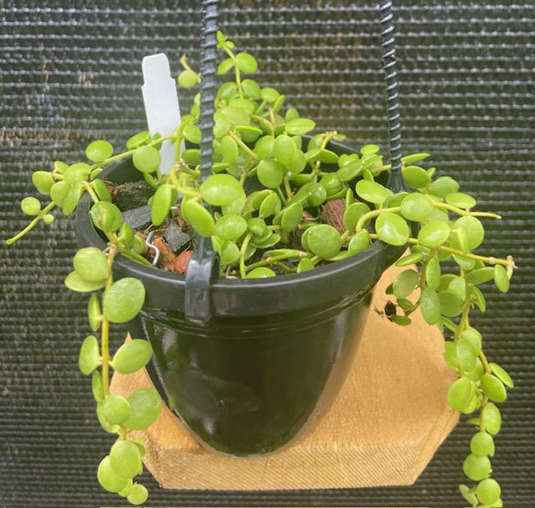 Dischidia Nummularia - String of Nickels - Etsy