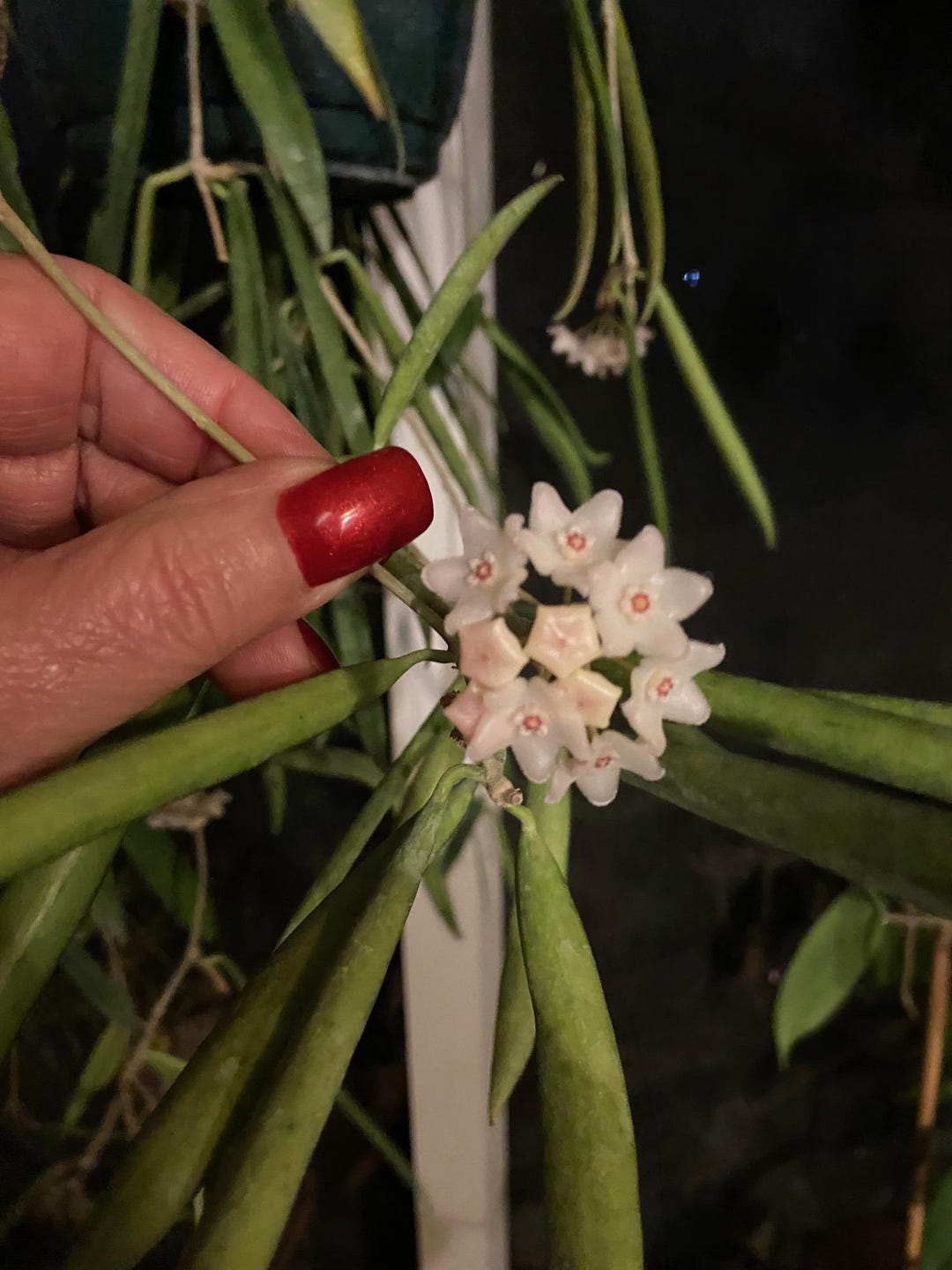 Hoya Shepherdii in Hanging Pot - Etsy