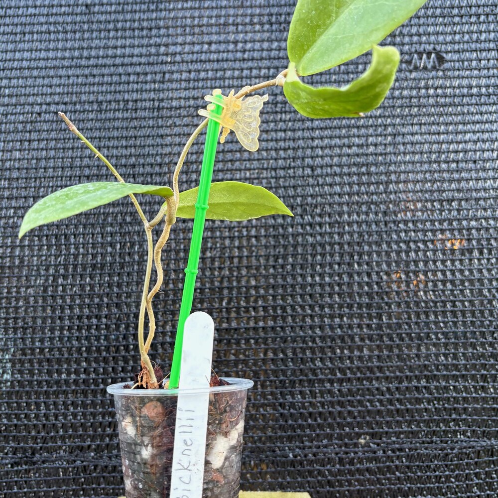 HomesteadHoyas - Etsy