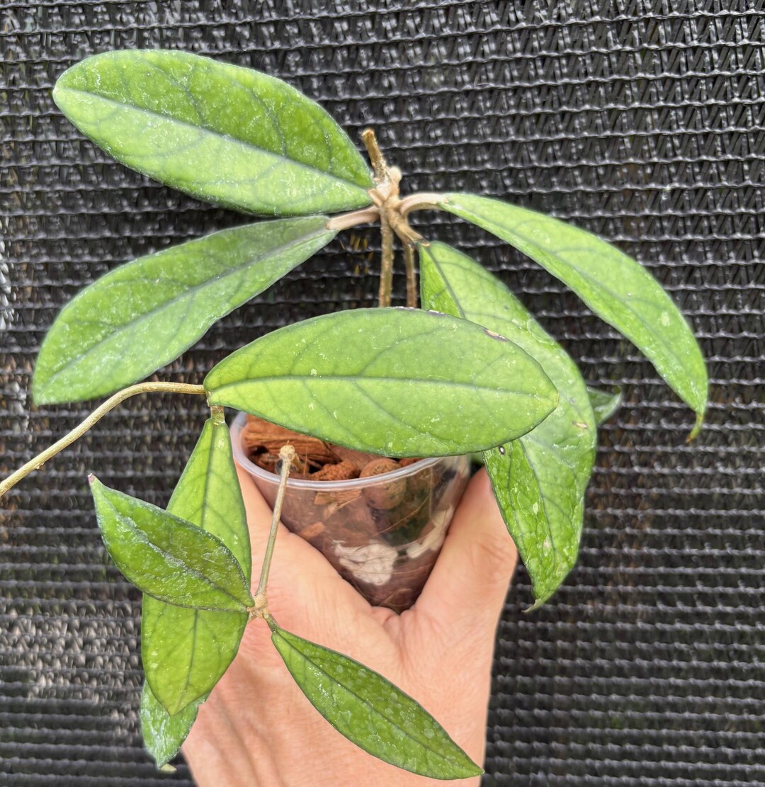 Hoya Crassipetiolata - Etsy