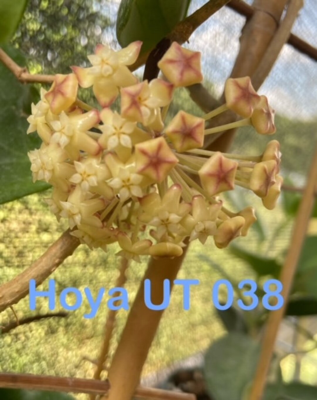 Hoya UT-038 Flores Island - Etsy