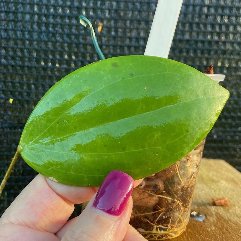 HomesteadHoyas - Etsy