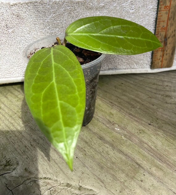 Hoya Sp. Ut 039 Rooted Cutting | Etsy