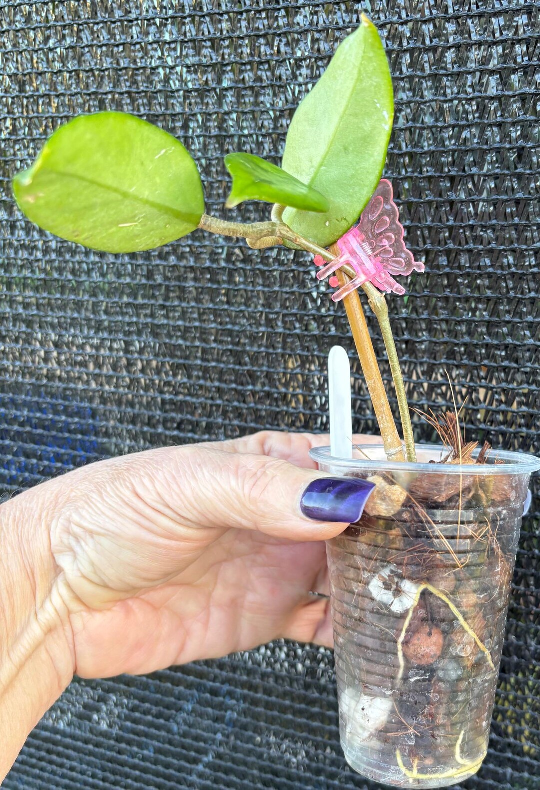 Hoya Carnosa 'wat Doi Tung' - Etsy