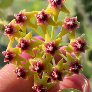 HomesteadHoyas - Etsy