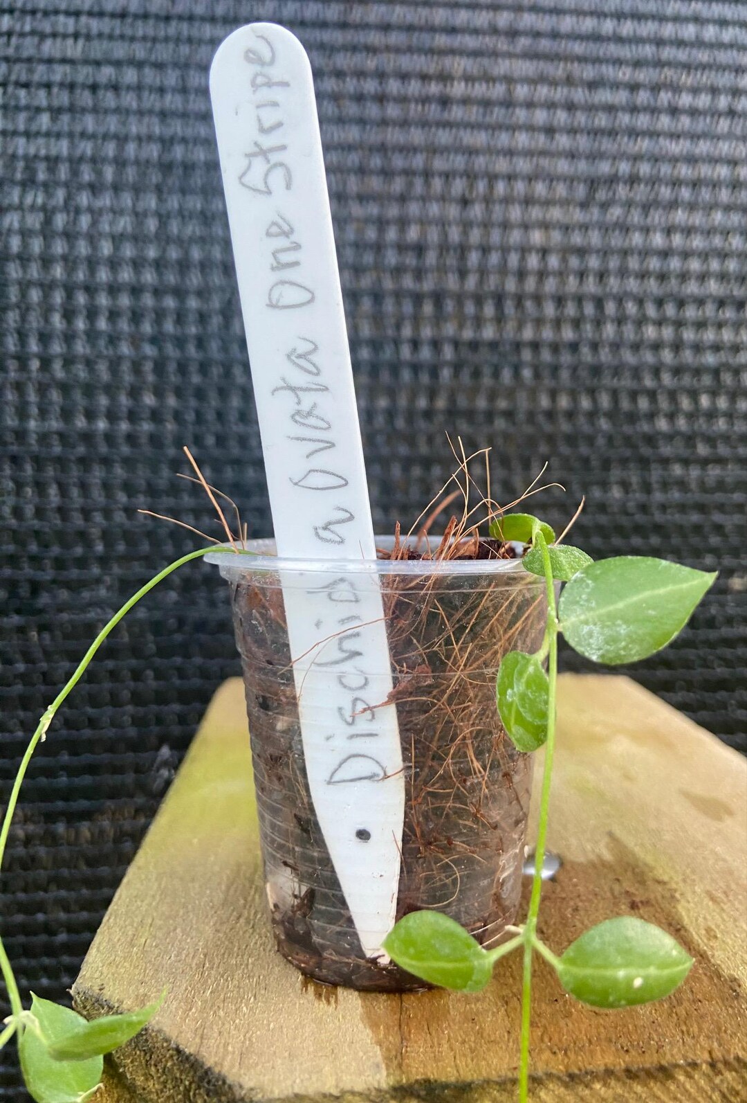 Dischidia One Stripe - Etsy