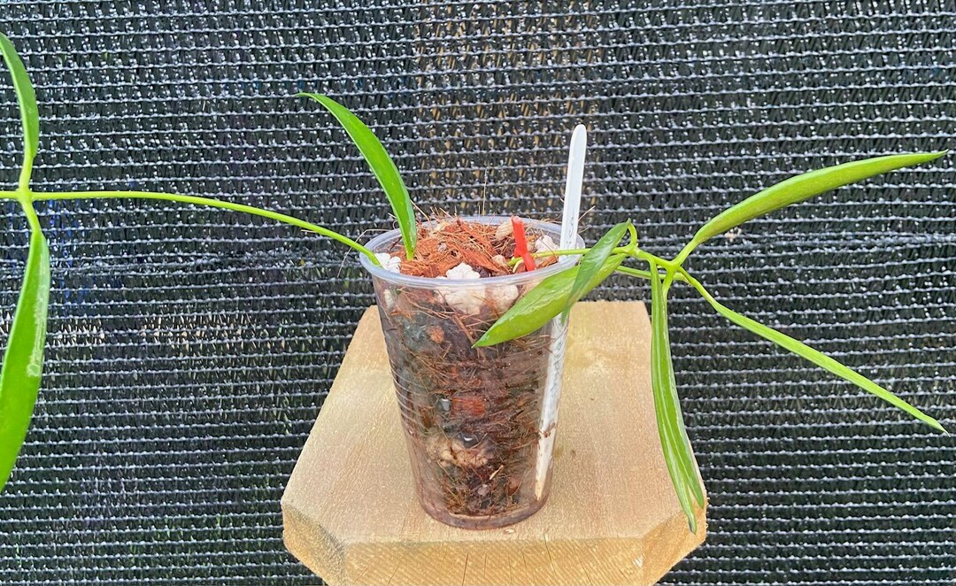 Dischidia Parasitica 2 Rooted Cuttings - Etsy