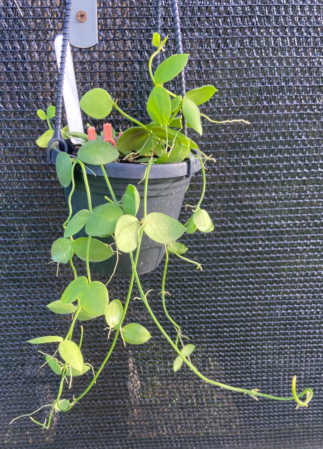 Dischidia Vidalii X Camiguin Island Hanging Pot - Etsy