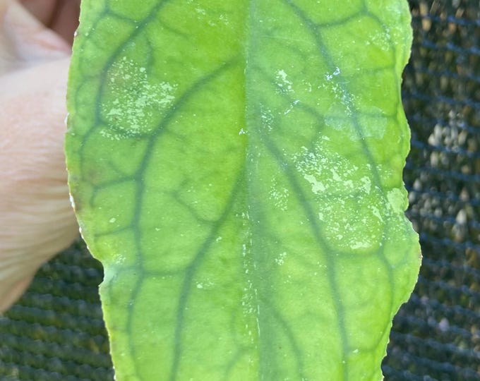 Hoya Ranuensis Rooted Cutting - Etsy