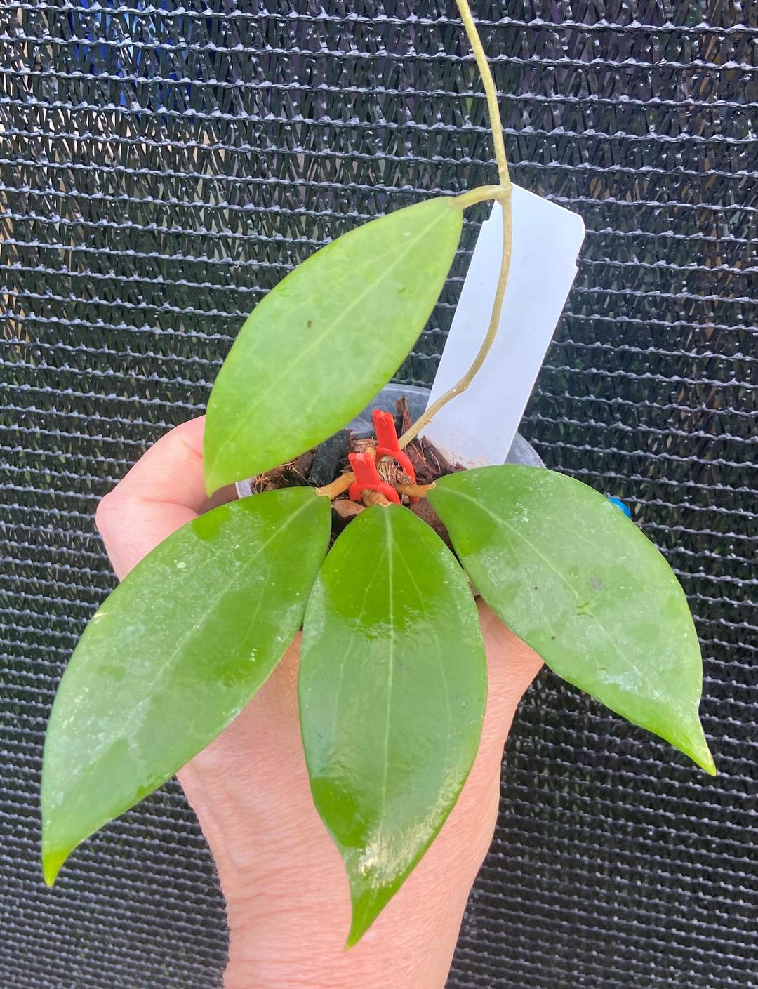 Hoya Kicki Mark Bernardo Cross - Etsy