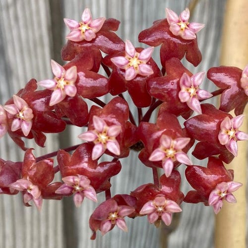 HomesteadHoyas - Etsy