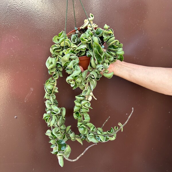Variegated Hindu Rope Hoya - Etsy