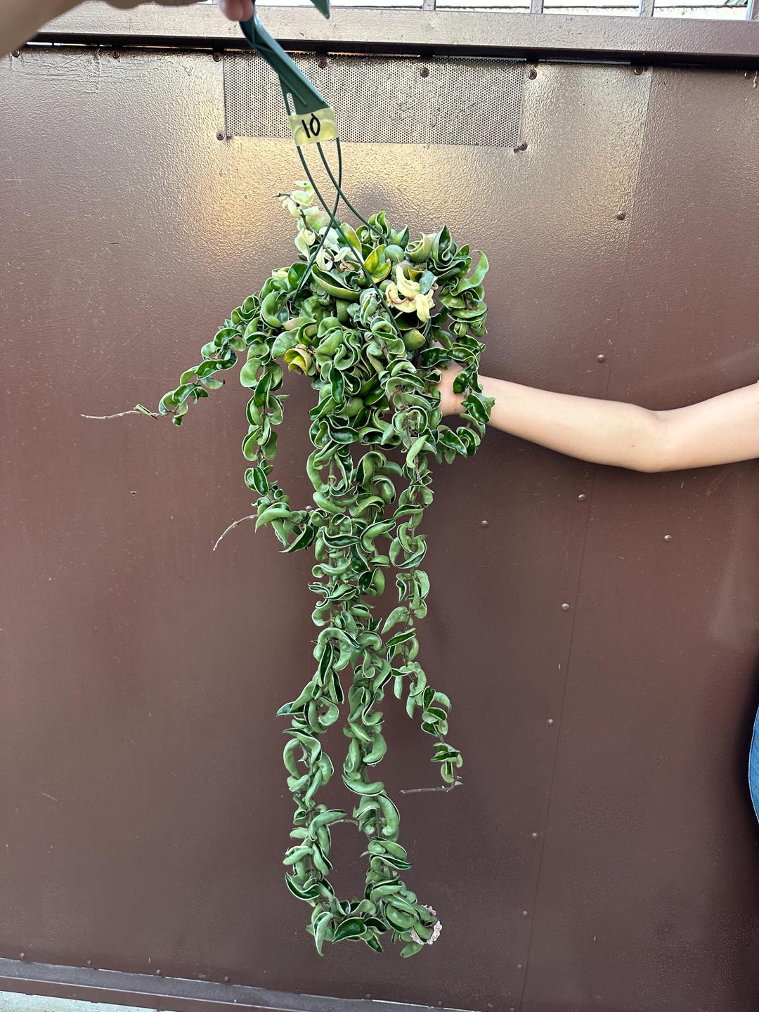 Variegated Hindu Rope Hoya 6 Pot XL With Many Peduncles - Etsy