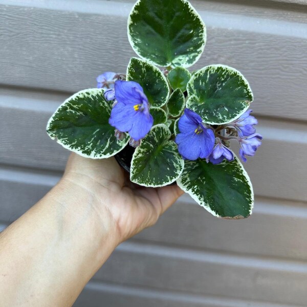 Variegated African Violet - Etsy