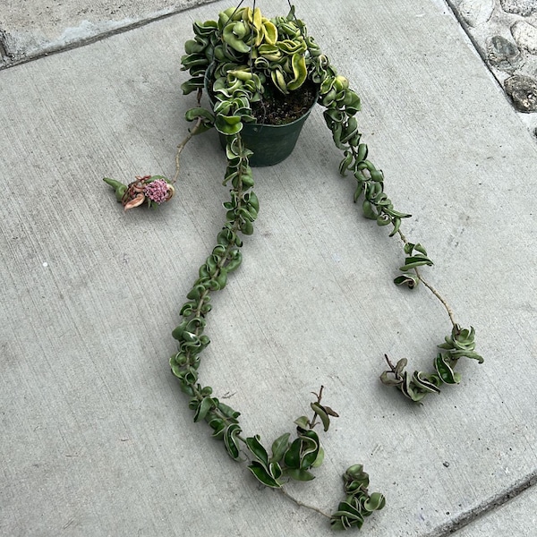 Variegated Hindu Rope Hoya - Etsy