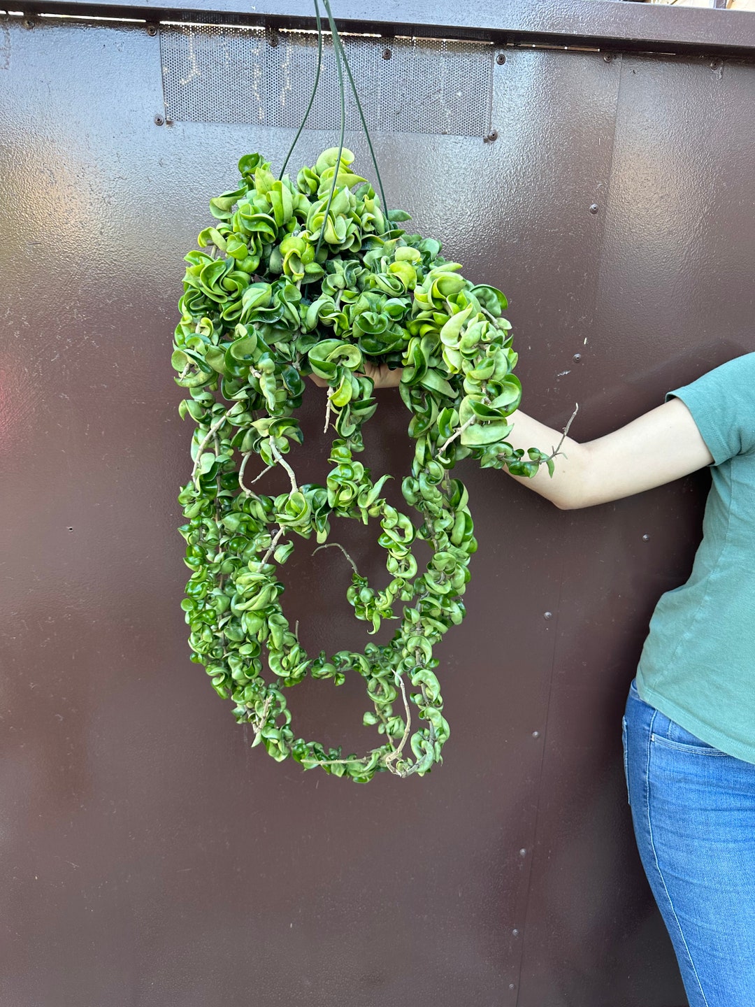 Hindu Rope Hoya 6 Pot Big Pant - Etsy