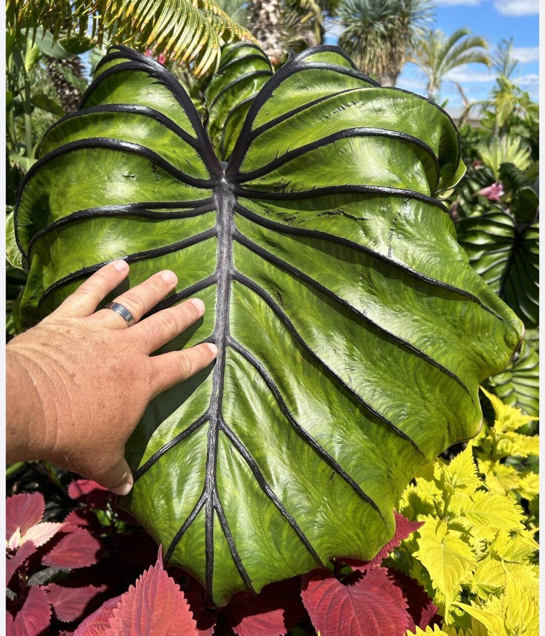 Alocasia Pharaohs Mask 3 Gallon Pot First Picture for Reference - Etsy