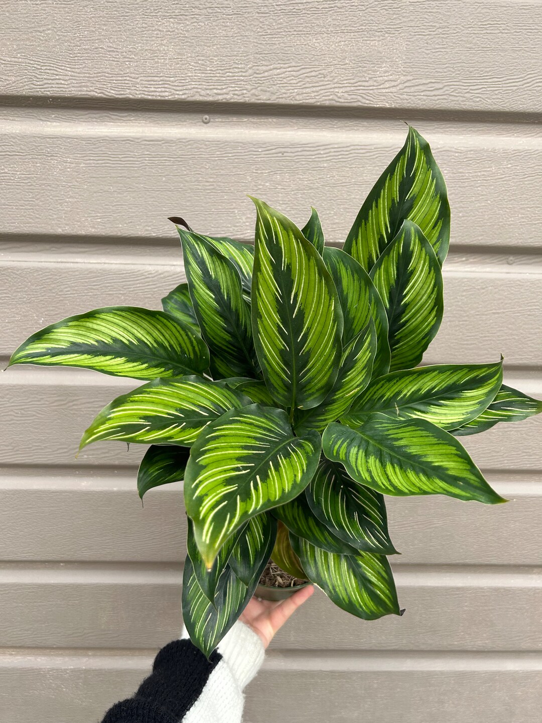 Calathea Beauty Star 6 Pot - Etsy