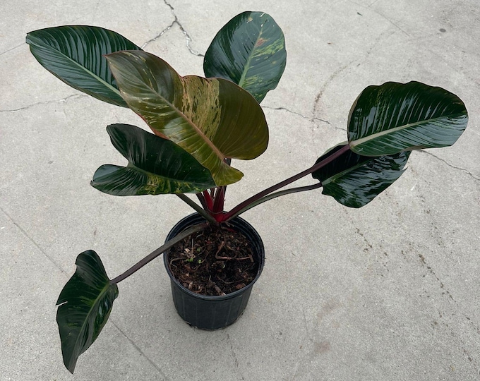 Variegated Philodendron Red Congo With Variegation 10” Pot - Etsy
